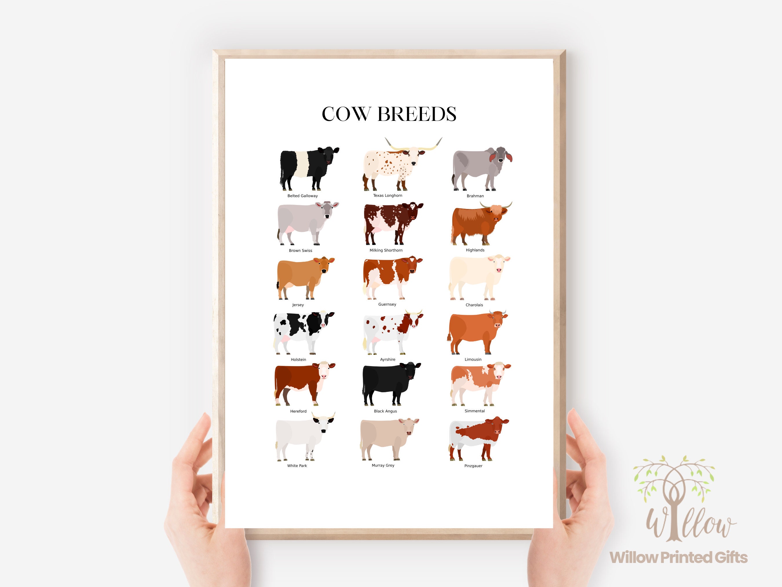 Cow Breeds Poster, Cattle Print, Cow Types Illustrations, Cow Drawing ...