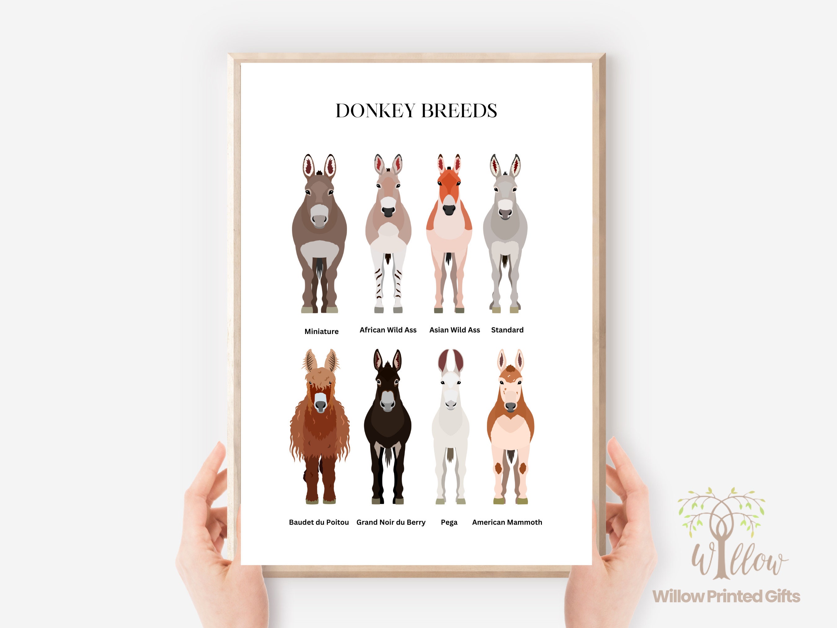 Donkey Breeds Poster, Donkey Species Print, Donkey Types Illustrations ...