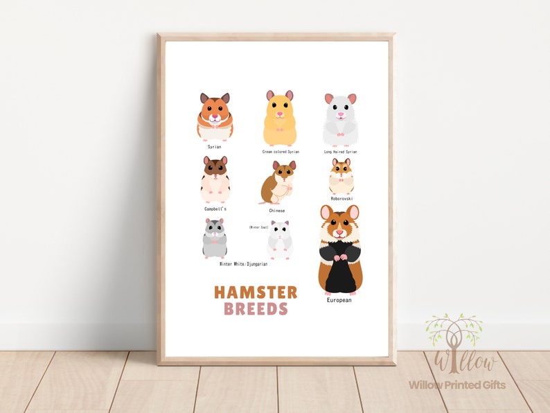 Hamster Breeds Poster, Hamster Species Print, Hamster Types ...