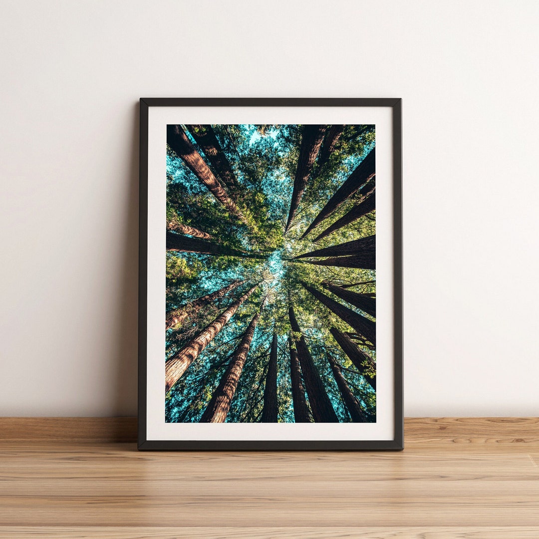 Forest Canopy Print, Looking up Trees Poster, Scandinavian Wall Art ...