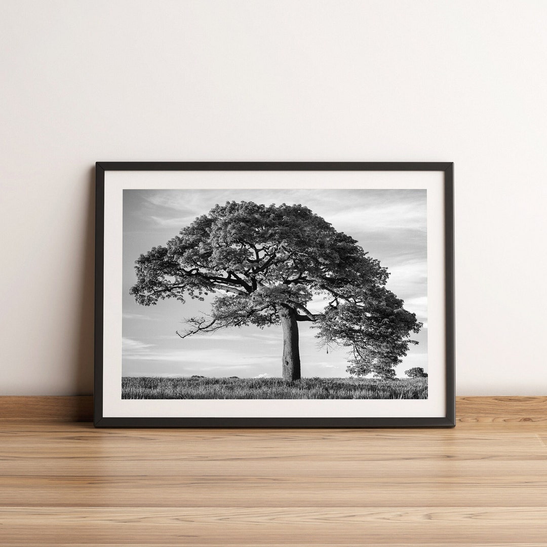 Printable Old Tree Photo,digital Download,single Tree Poster,nature ...