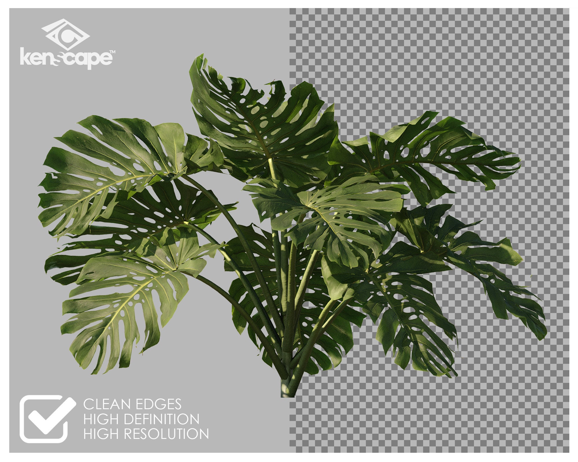 42 Tropical Plants Photo Overlays for Photoshop, Trees, Tropical Plants ...
