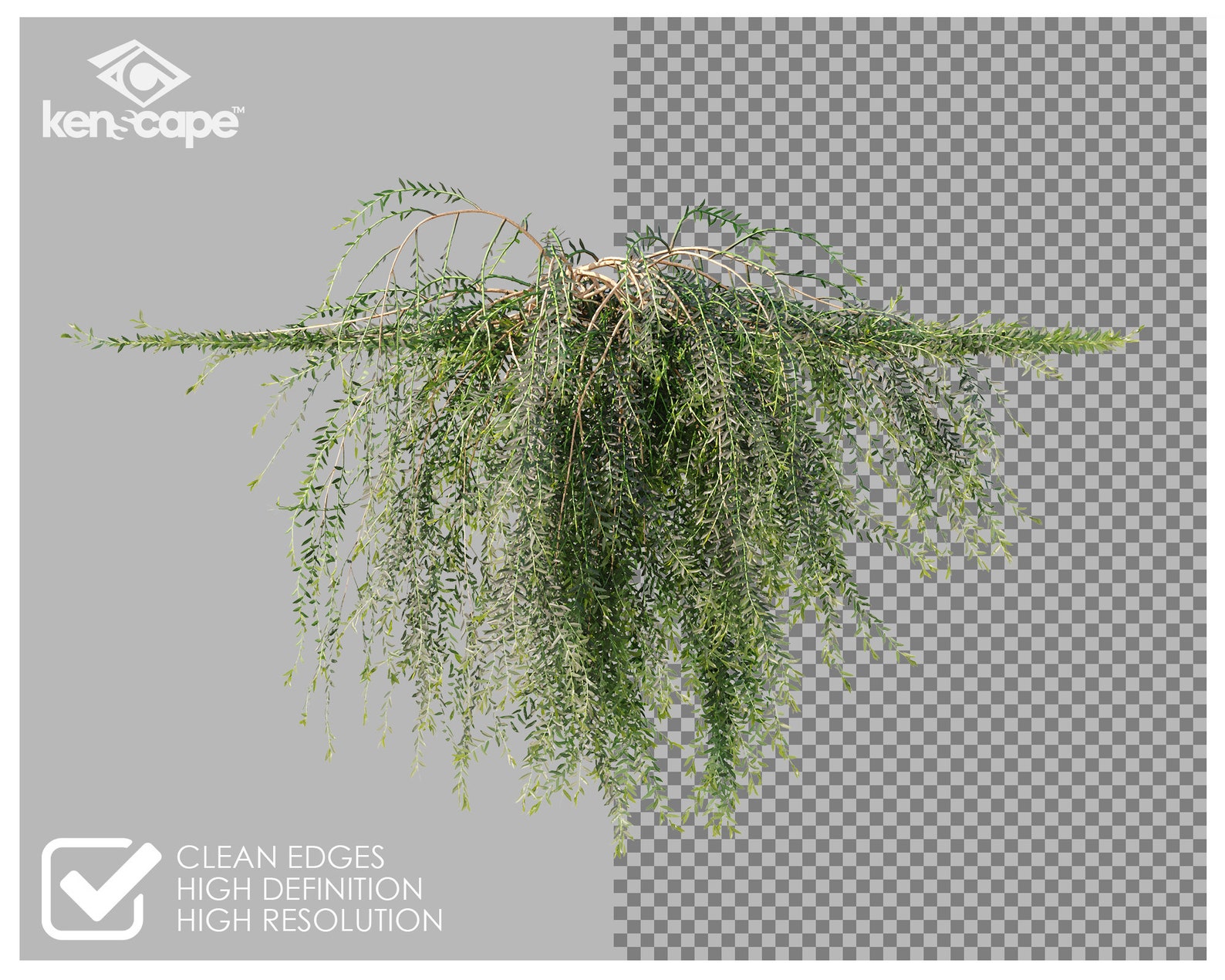 80 Vines & Creepers Photo Overlays for Photoshop, Vines, Ivy, Plants ...