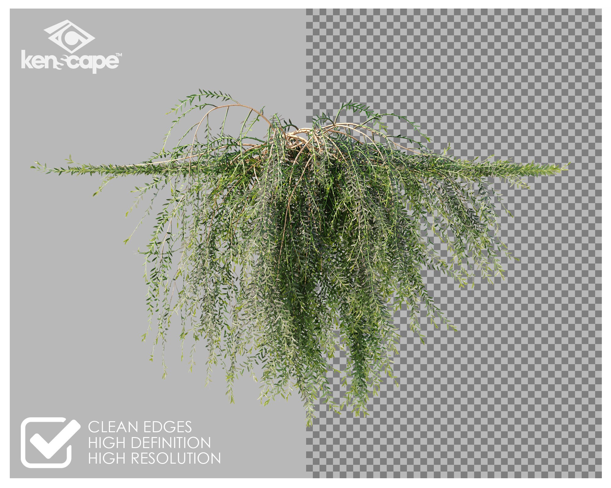 80 Vines & Creepers Photo Overlays for Photoshop, Vines, Ivy, Plants ...