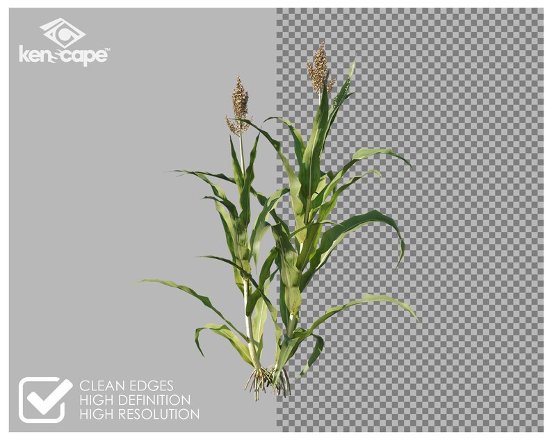 60 Farm Plants Photo Overlays for Photoshop, Vegetables, Plants, Food ...