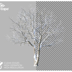 72 Winter Trees Photo Overlays for Photoshop, Trees, Snowy Trees ...