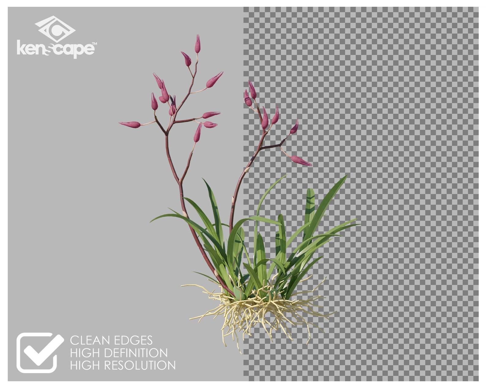 80 Assorted Plants Photo Overlays for Photoshop, Orchids, Plants ...