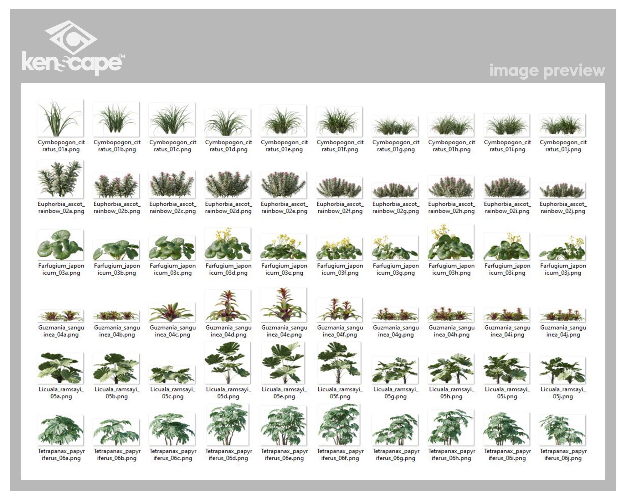 60 Assorted Plants Photo Overlays for Photoshop, Plants, Foliage Plants ...