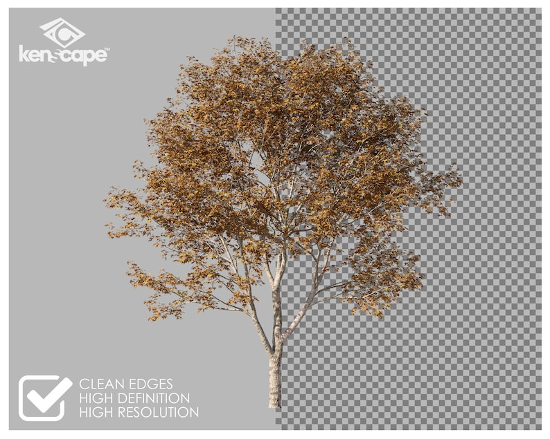 72 Autumn Trees Photo Overlays for Photoshop, Trees, Fall Trees ...