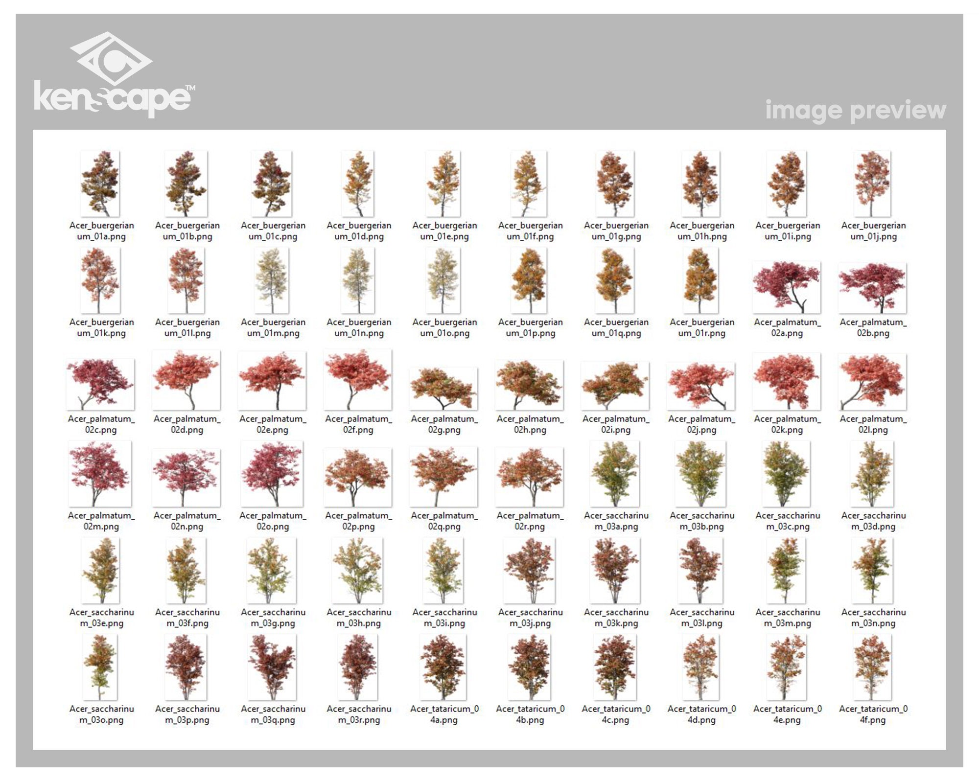 60 Autumn Trees Photo Overlays for Photoshop, Trees, Fall Trees ...