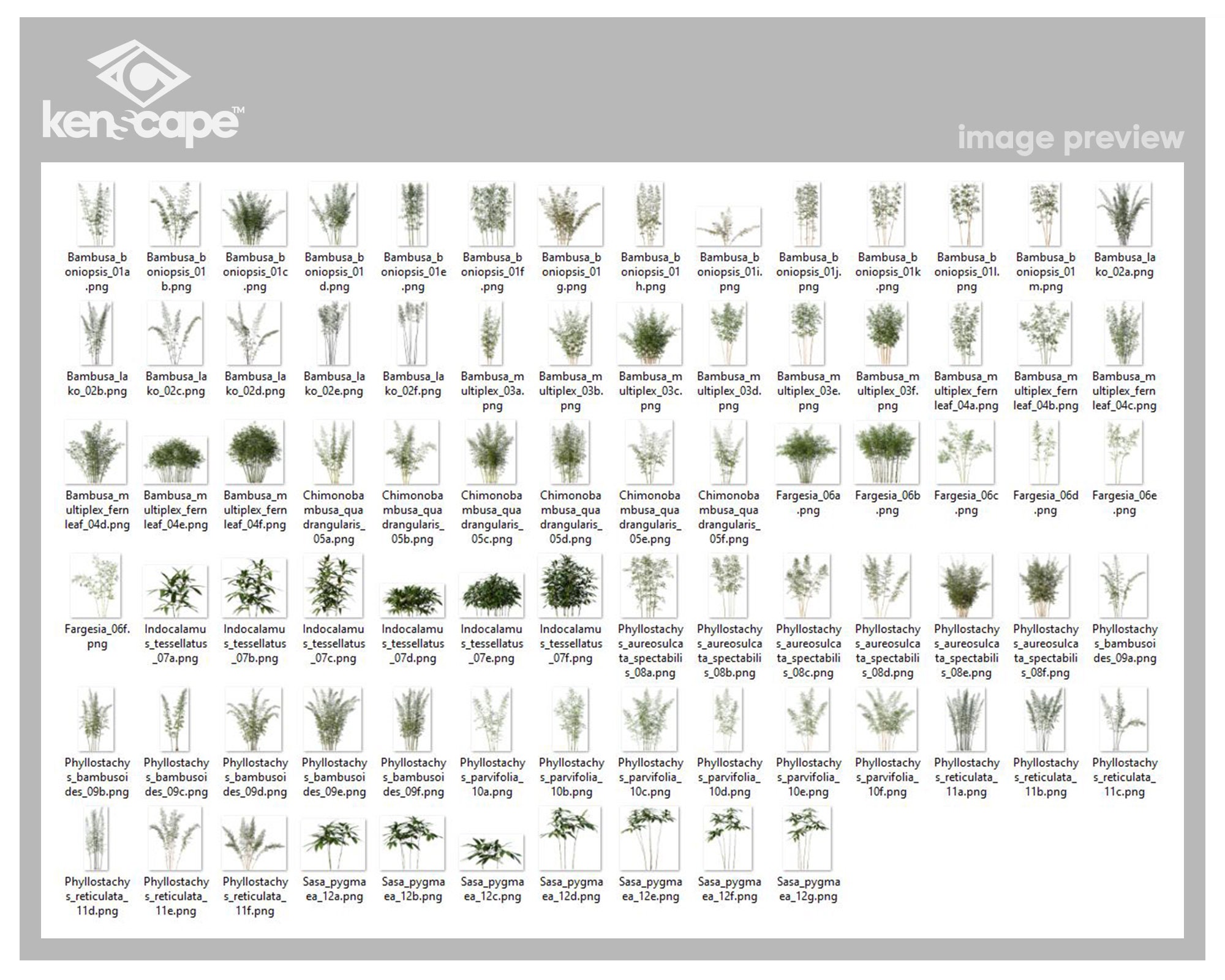 80 Bamboo Plants Photo Overlays for Photoshop, Cane Plants, Cutouts ...