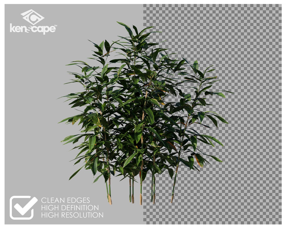 80 Bamboo Plants Photo Overlays for Photoshop, Cane Plants, Cutouts ...