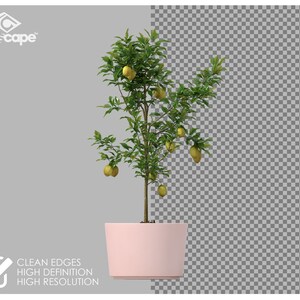72 Indoor Plants Photo Overlays for Photoshop, House Plants, Potted ...