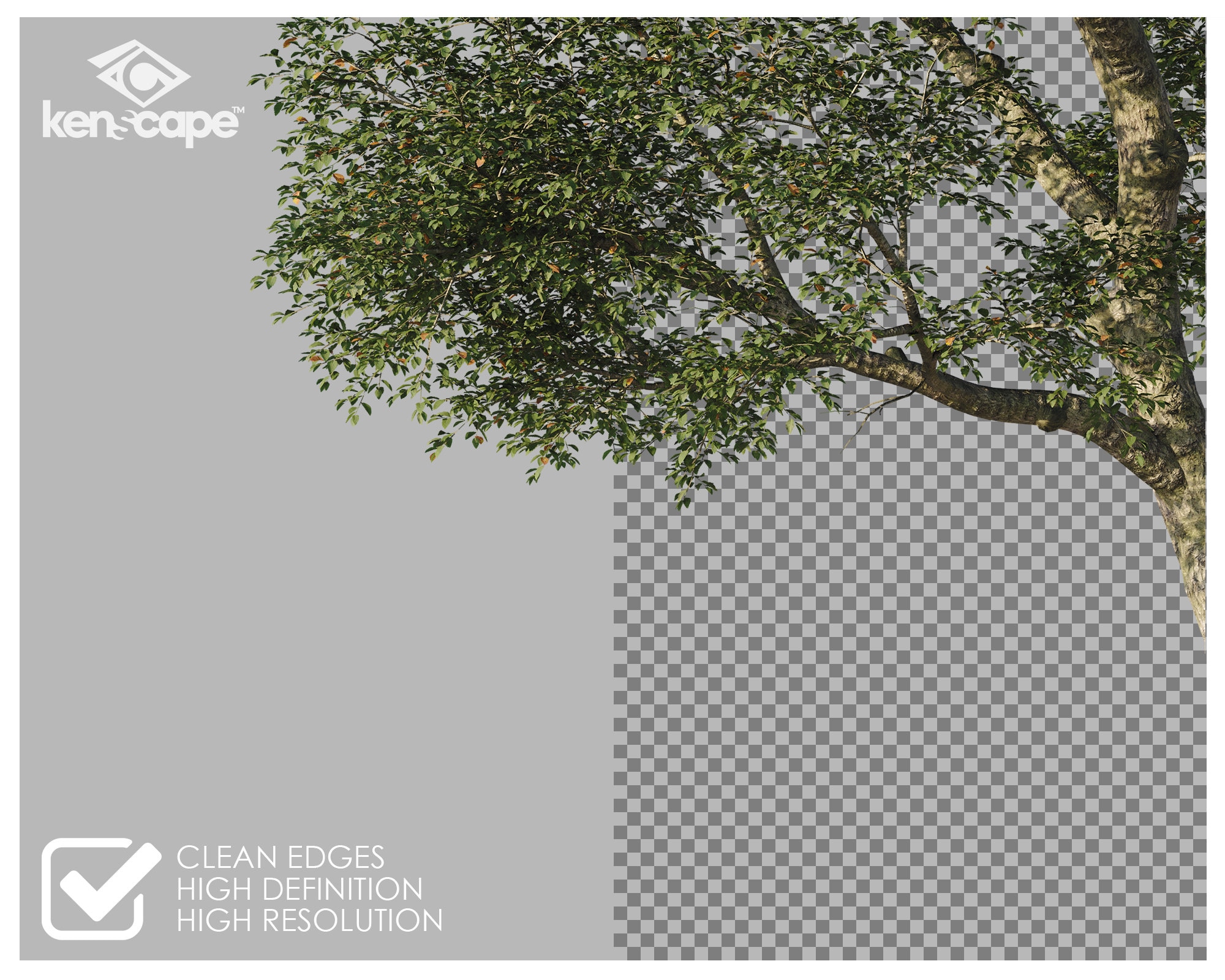 60 Foreground Tree Branches Overlay for Photoshop, Frontal Trees, Trees ...