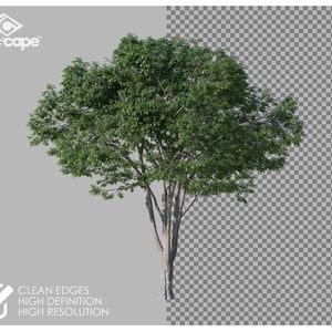 72 Summer Trees Photo Overlays for Photoshop, Trees, Plants, Cutouts ...