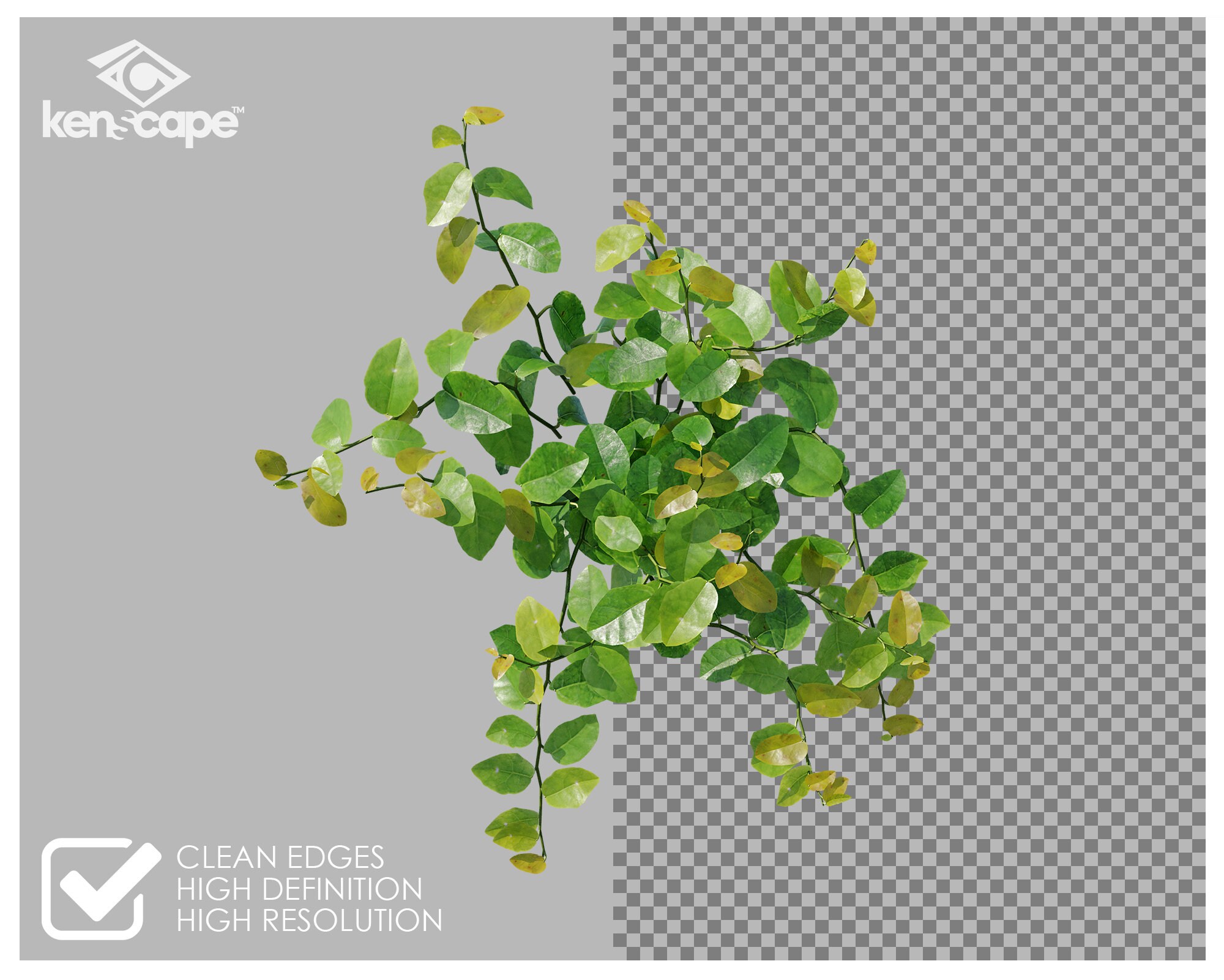 80 Assorted Plants Photo Overlays for Photoshop, Home Plants, Plants ...