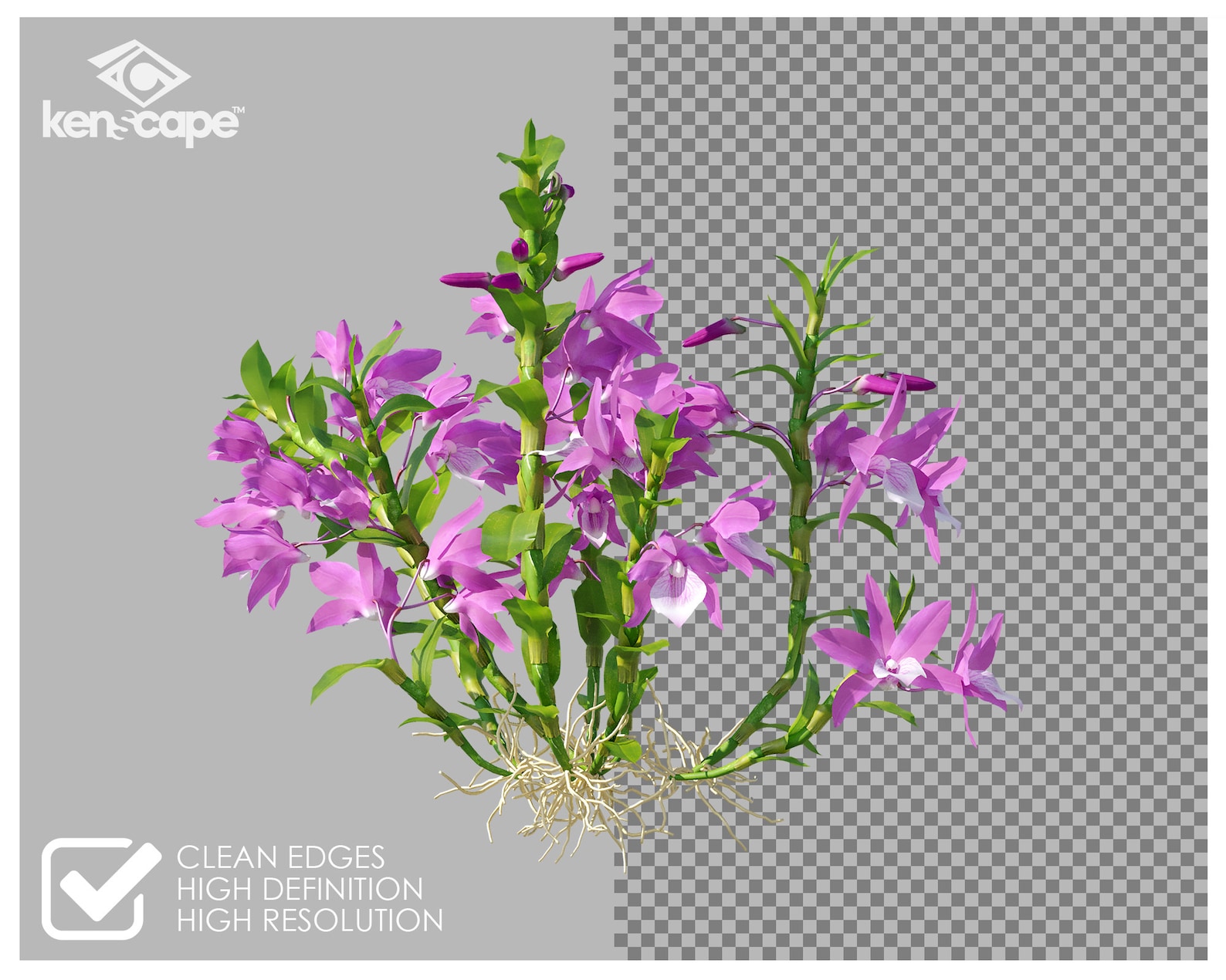 80 Assorted Plants Photo Overlays for Photoshop, Orchids, Plants ...