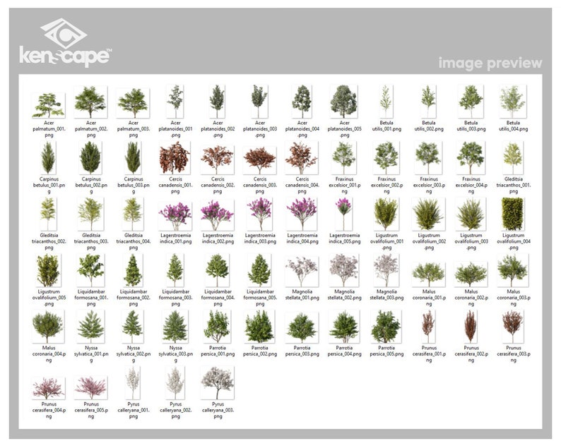 65 Assorted Plants Photo Overlays for Photoshop, Trees, Overlay Trees ...