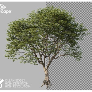 53 Trees Photo Overlays: Photoshop PNG Cutouts (digital Download) - Etsy