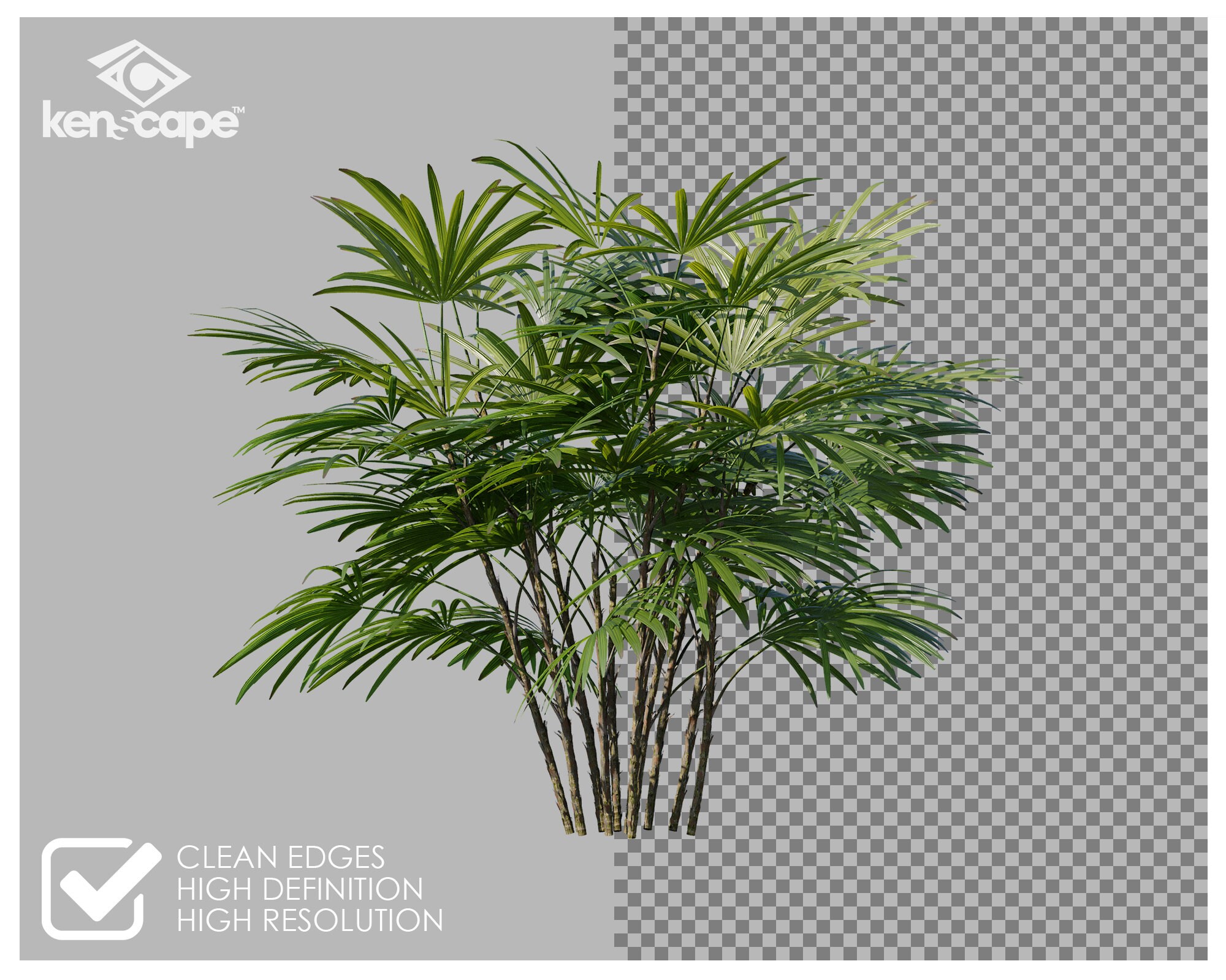 60 Tropical Plants Photo Overlays for Photoshop, Trees, Tropical Plants ...