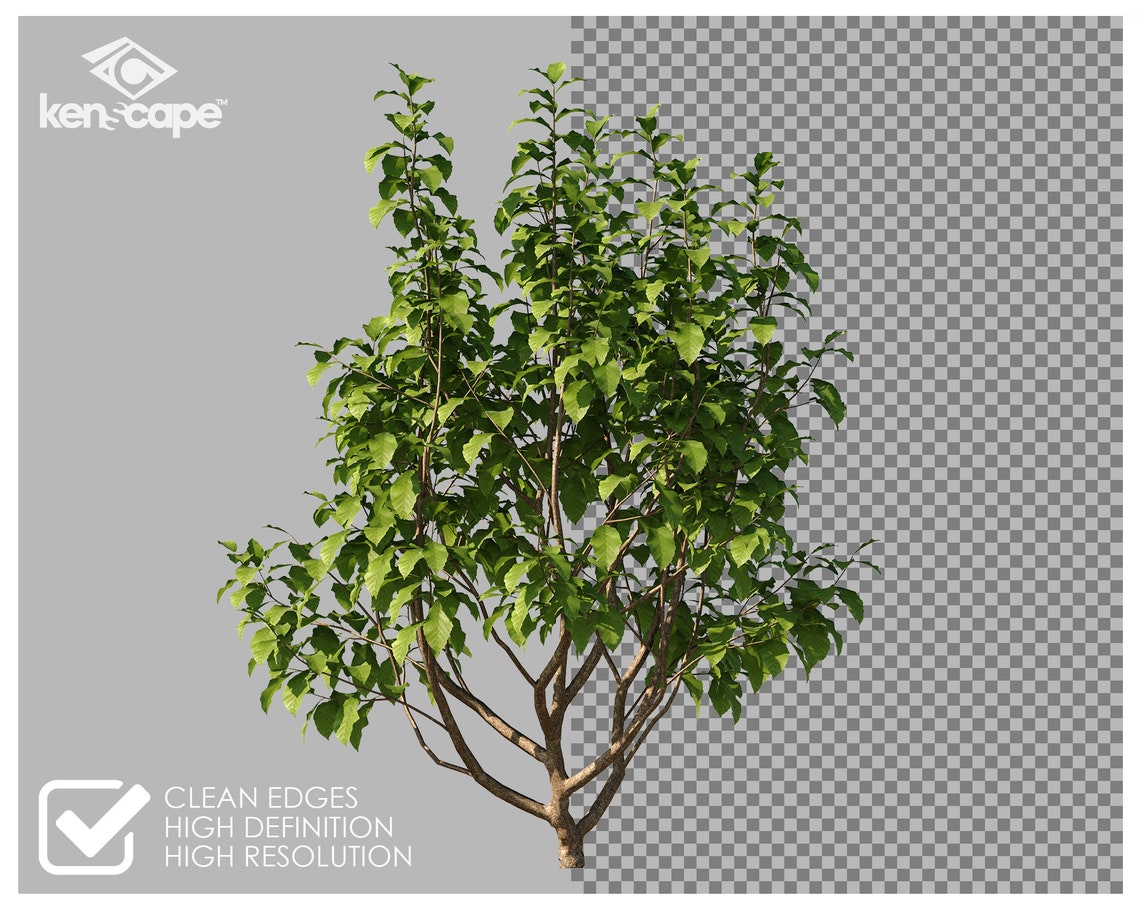 65 Assorted Plants Photo Overlays for Photoshop, Trees, Overlay Trees ...
