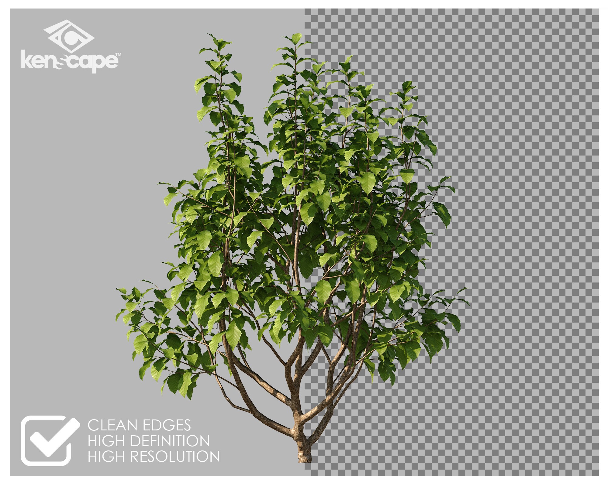 65 Assorted Plants Photo Overlays for Photoshop, Trees, Overlay Trees ...