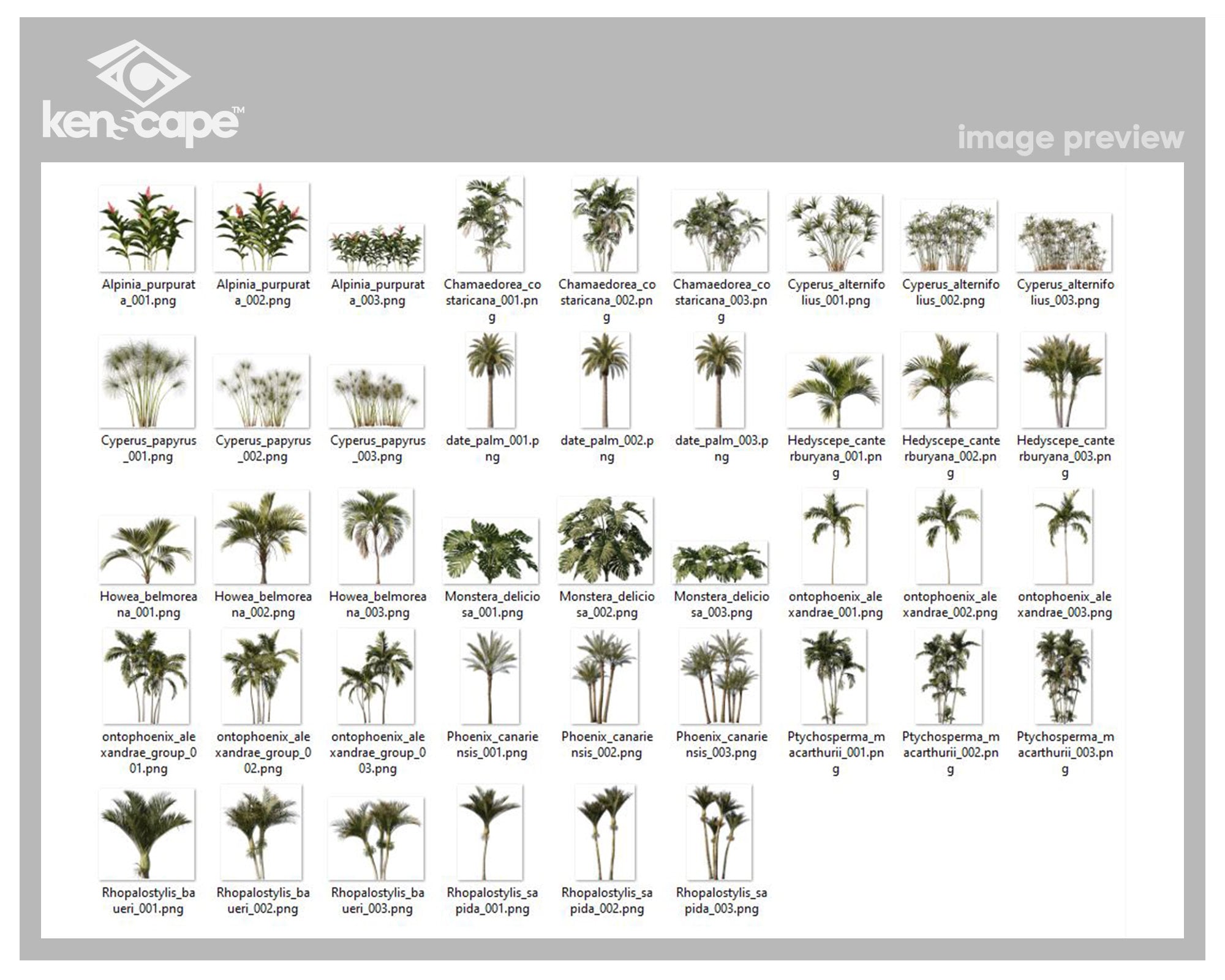 42 Tropical Plants Photo Overlays for Photoshop, Trees, Tropical Plants ...