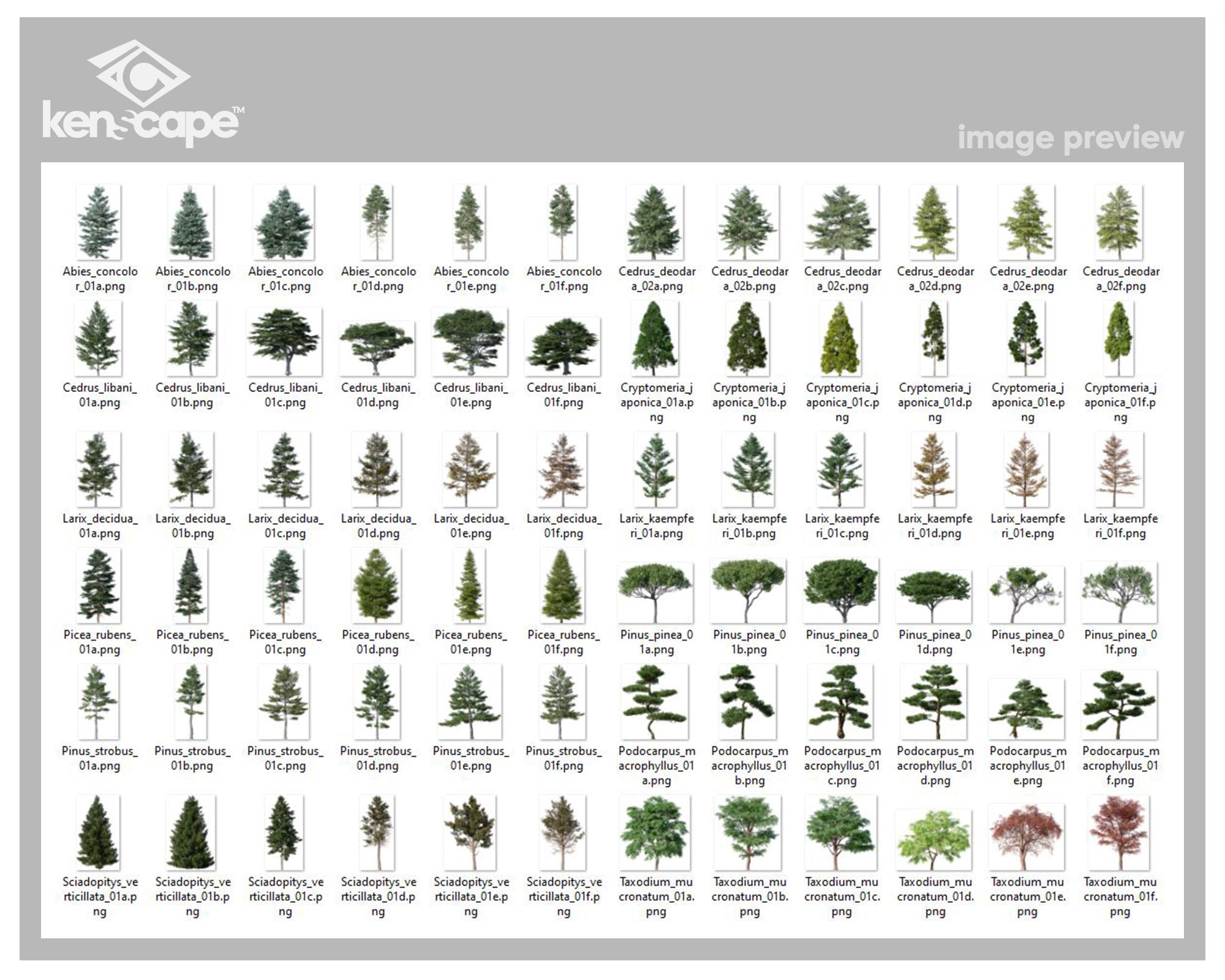 72 Coniferous Trees Photo Overlays for Photoshop, Trees, Plants ...