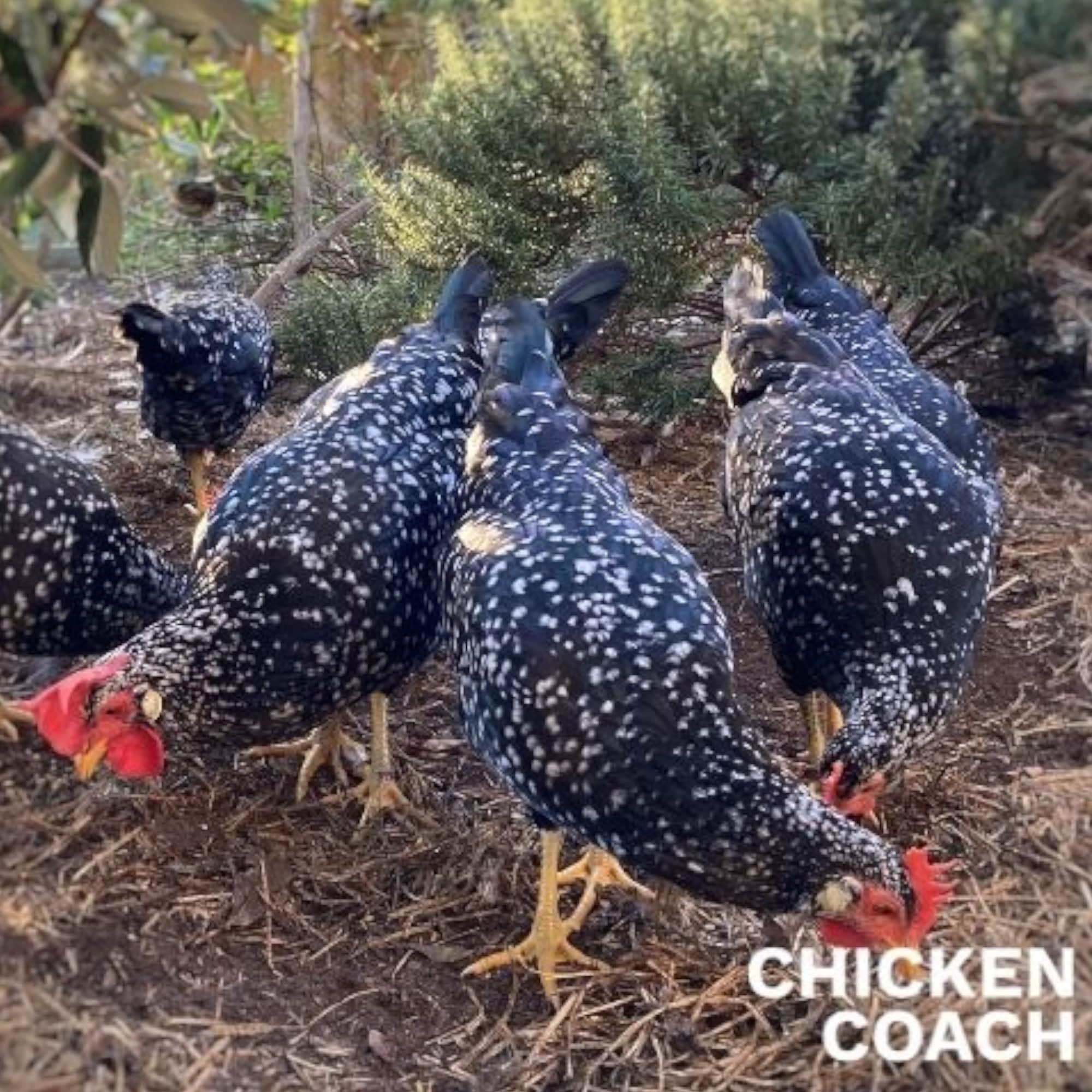 Feather & Skin Poultry Powder Natural Treatment and Prevention for Lice ...