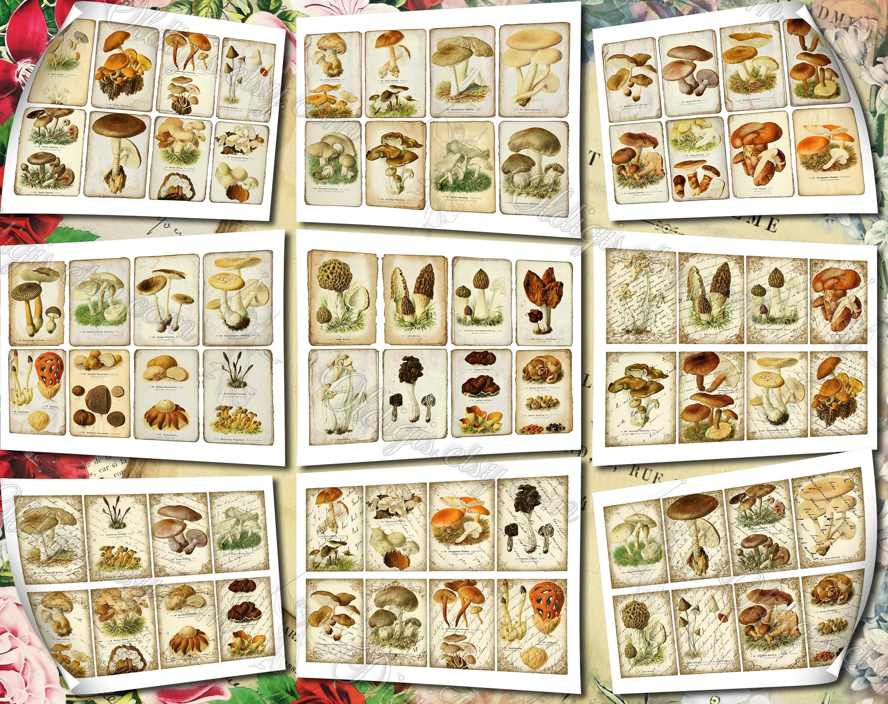Fungi Atlas - Set of 40 Pictures on 500 Cards Vintage Design ...