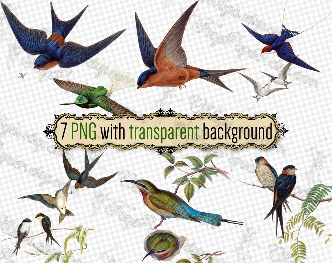 PNG BIRDS Swallows Hummingbird Bee-eater Vintage Clipart, Antique ...