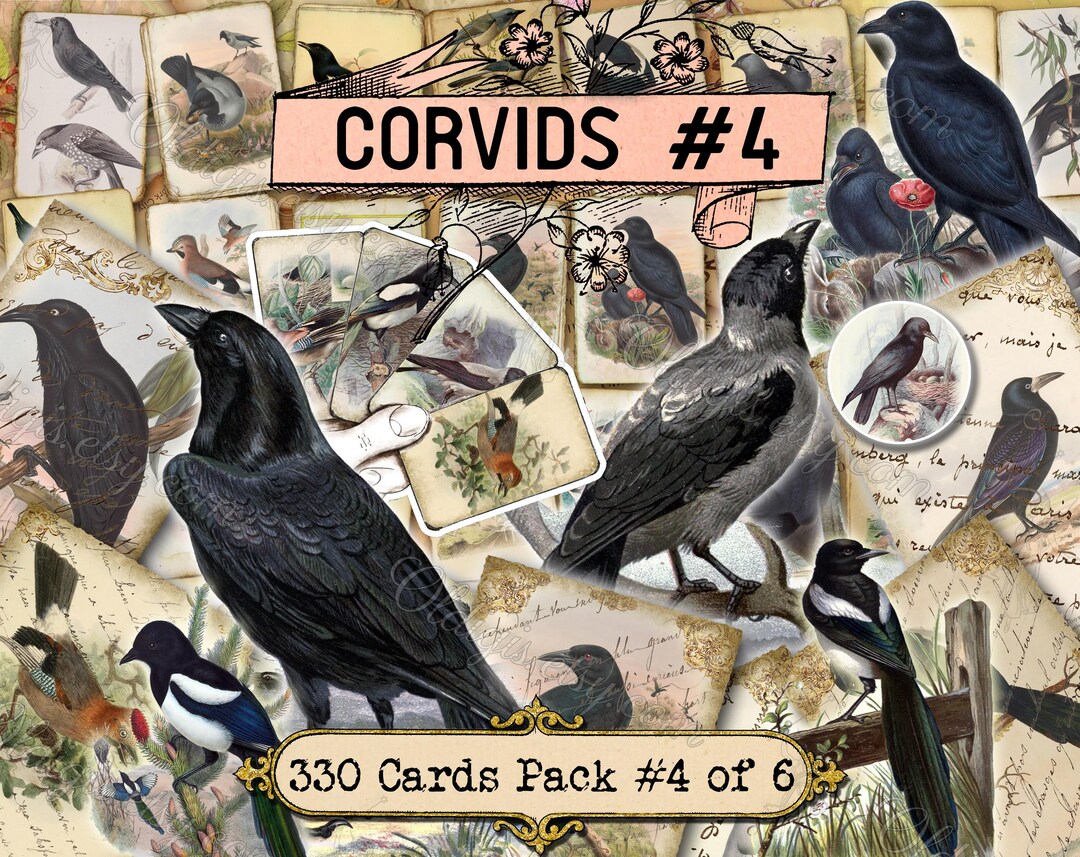 Corvids #4 Crow, Raven, Magpie, Jay, Rook, Jackdaw, Chough, Nutcracker ...