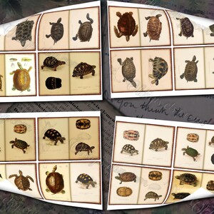 Turtles Illustrations #1 Junk Journal Pages, Wild Creature, Coastal ...