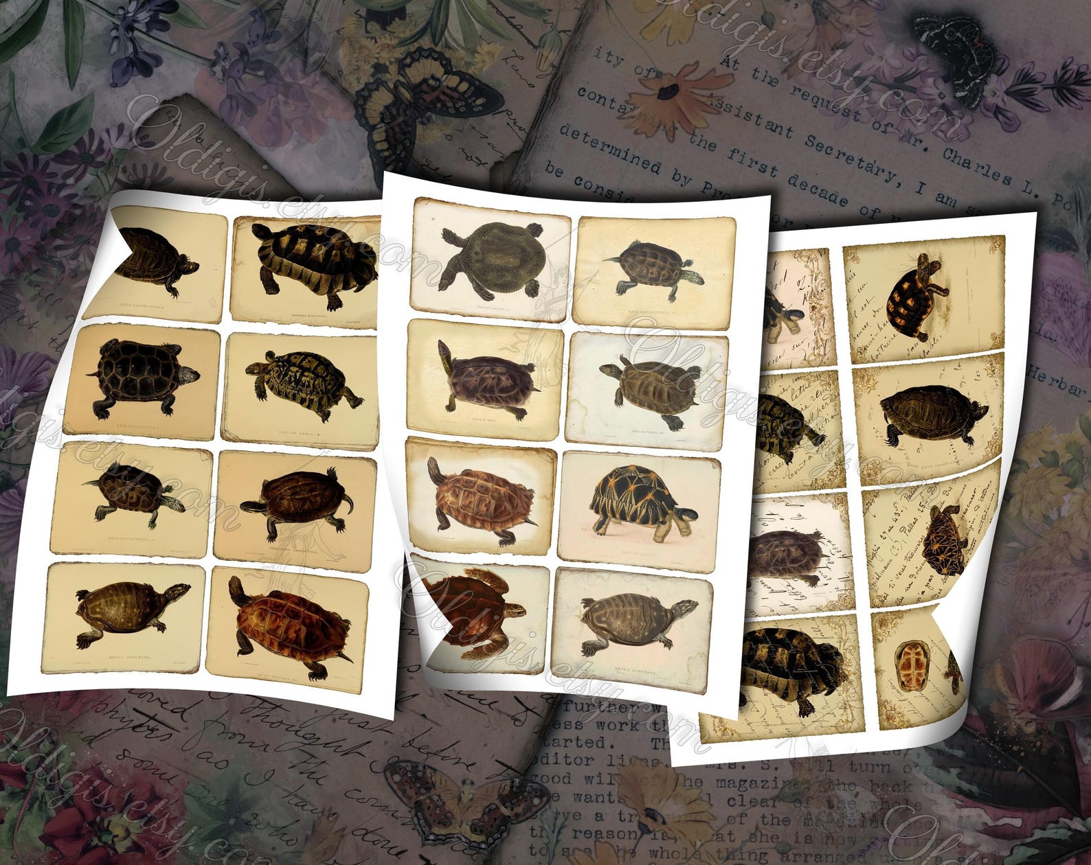 Turtles Illustrations #1 Junk Journal Pages, Wild Creature, Coastal Wildlife, Vintage Ephemera ...