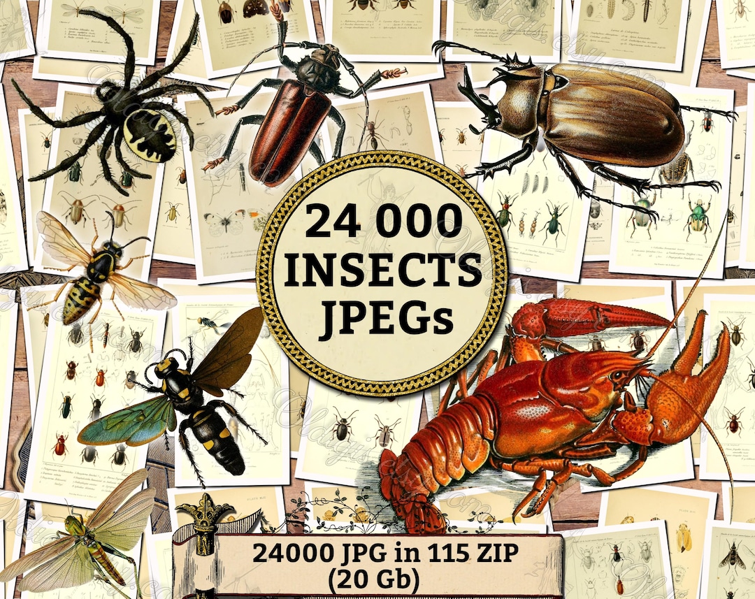 24 000 INSECTS Jpegs - Pack of Vintage Public Domain Images Pictures in ...