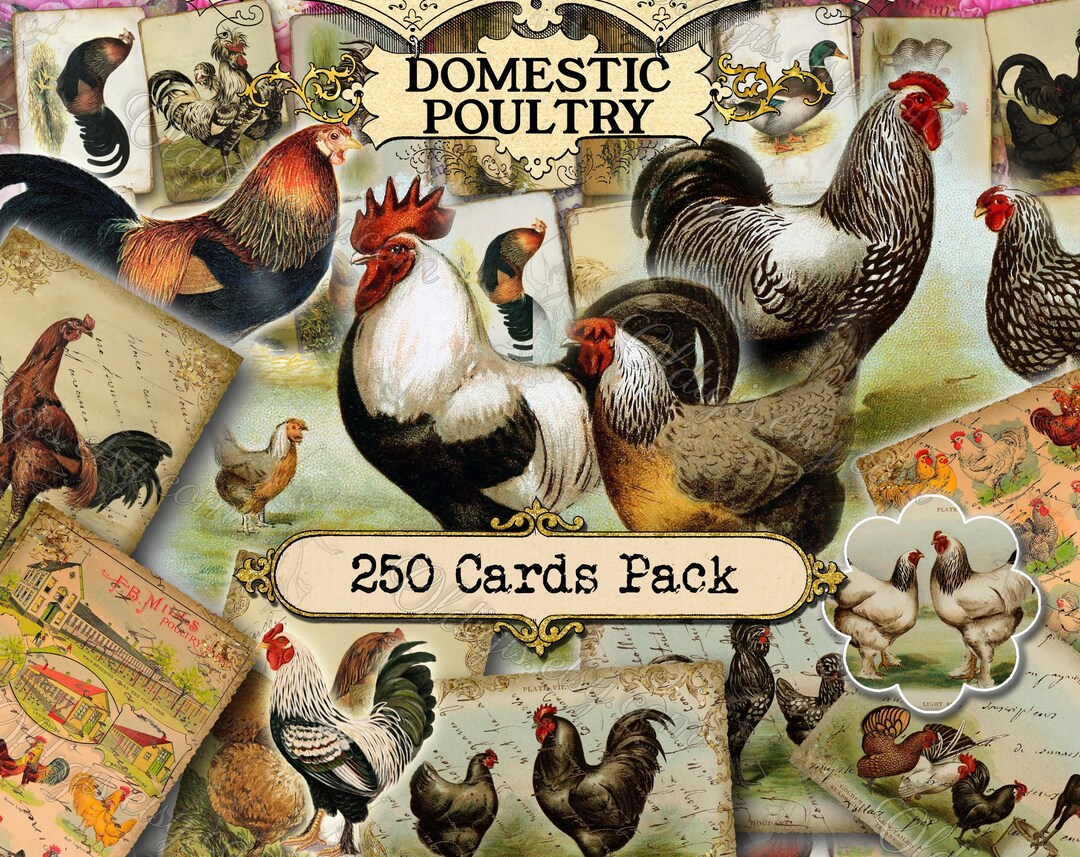 Domestic Poultry - Set of 40 Pictures on 250 Cards in JPG Format With ...