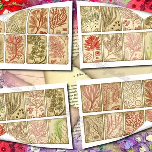 Seaware #2 - Set of 40 Pictures on 450 Cards JPG With Antique ...