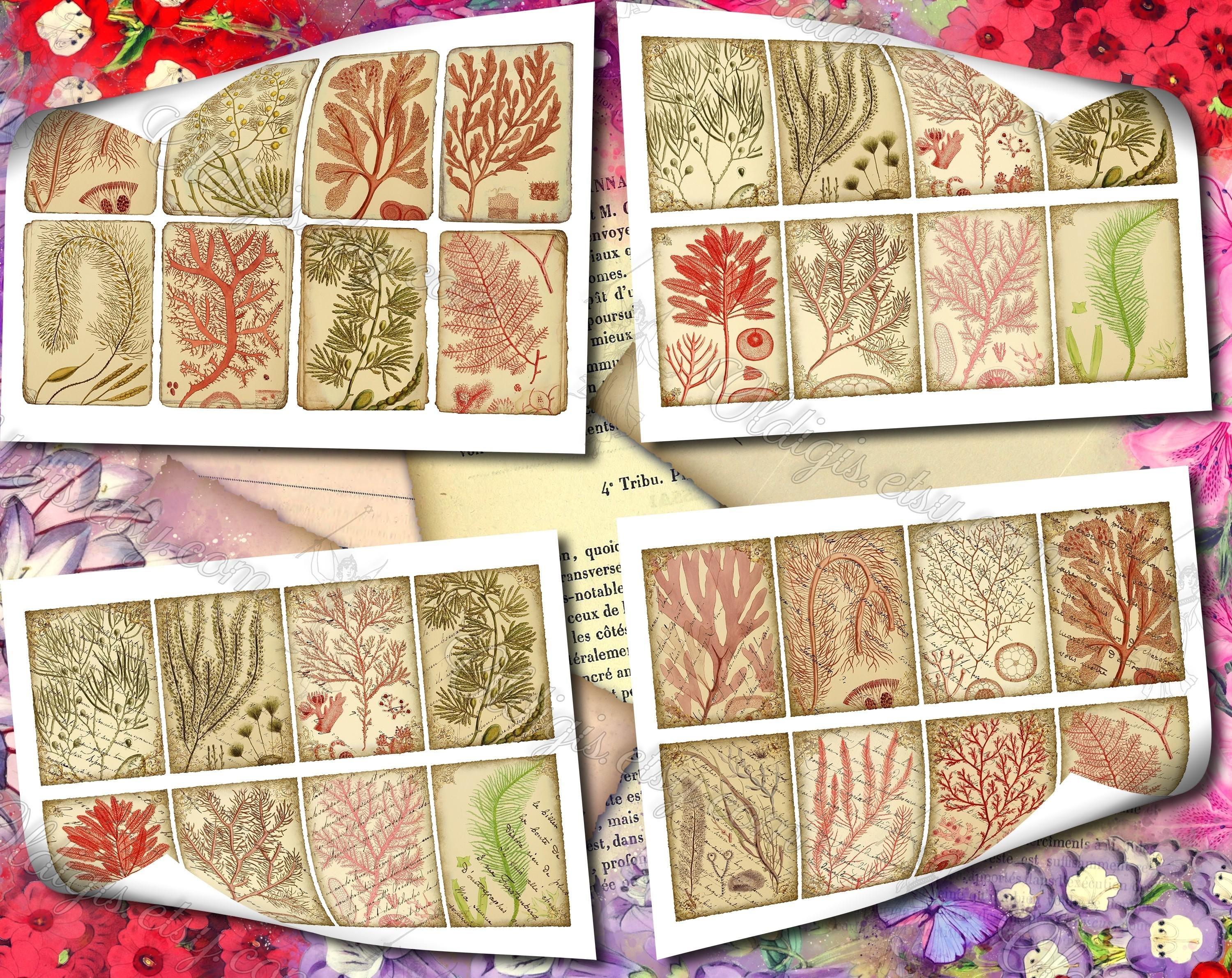 Seaware #2 - Set of 40 Pictures on 450 Cards JPG With Antique ...
