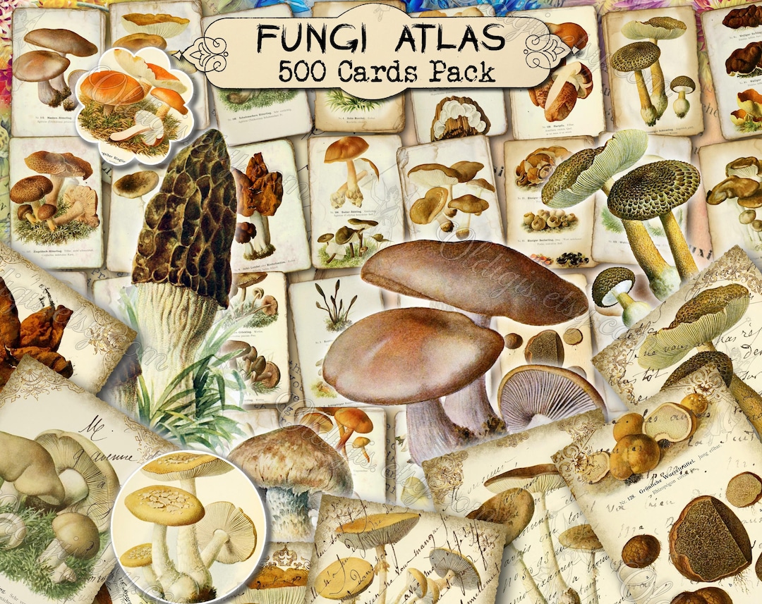 Fungi Atlas - Set of 40 Pictures on 500 Cards Vintage Design ...