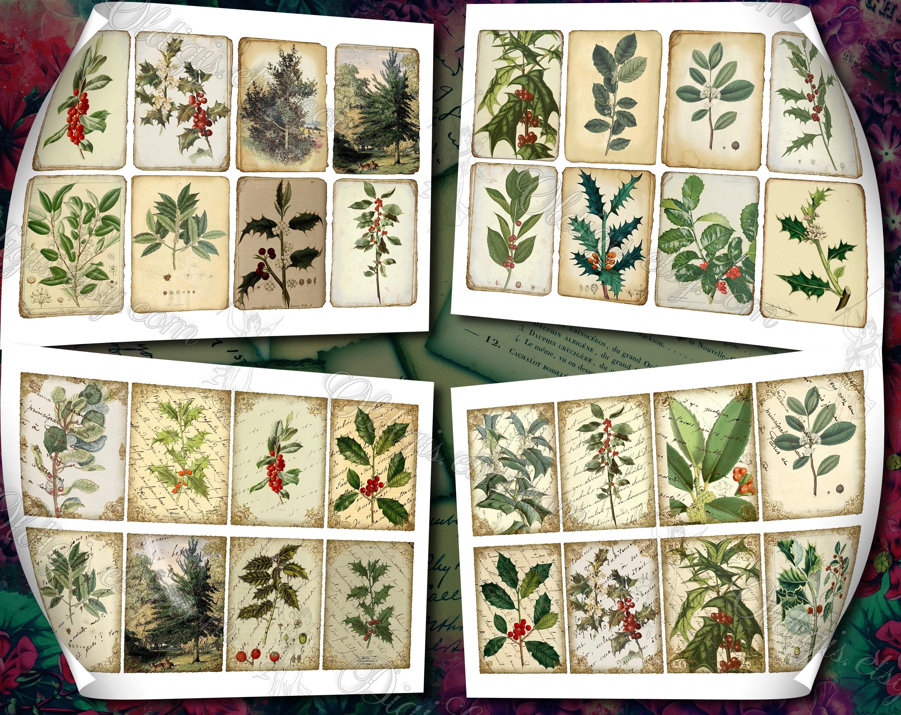 Ilex Holly Christmas Botanical Junk Journal Cards, Woodland Blossoms ...