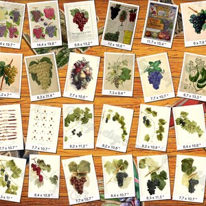700 GRAPES Jpegs Pack of Vintage Public Domain Images Pictures in High ...