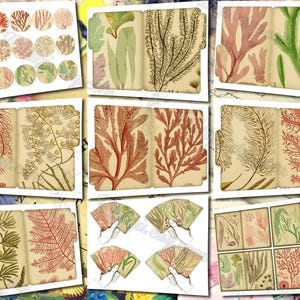 Seaware #2 - Set of 40 Pictures on 450 Cards JPG With Antique ...