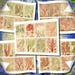 Seaware #2 - Set of 40 Pictures on 450 Cards JPG With Antique ...
