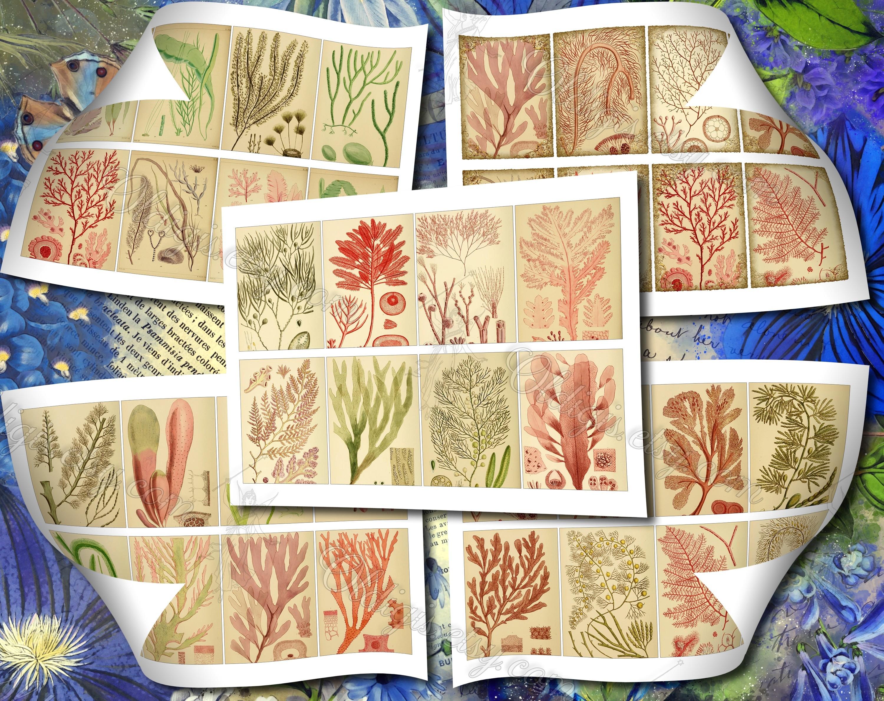 Seaware #2 - Set of 40 Pictures on 450 Cards JPG With Antique ...
