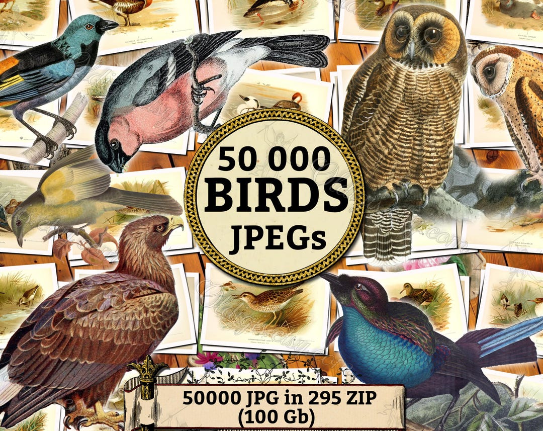 50 000 BIRDS Jpegs Pack of Vintage Public Domain Images Pictures in ...
