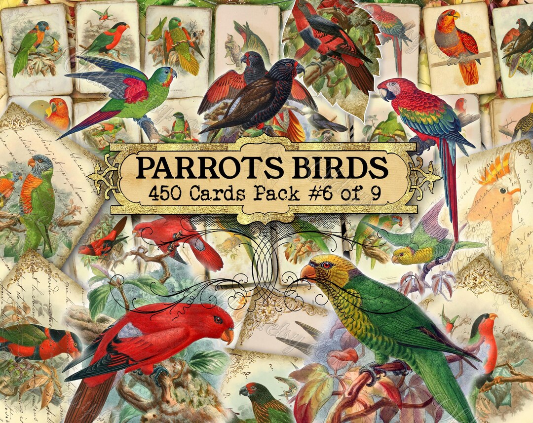 Parrots Birds #6 - Set of 40 Pictures on 450 Cards in JPG With Antique ...