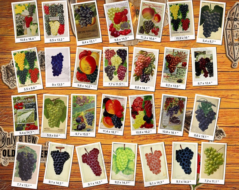 700 GRAPES Jpegs Pack of Vintage Public Domain Images Pictures in High ...
