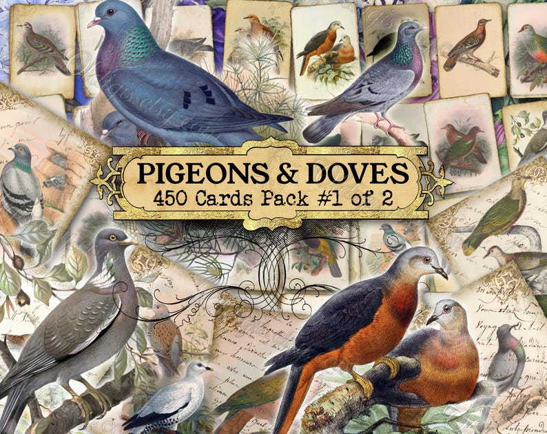 Pigeons and Doves #1 - Set of 40 Pictures on 450 Cards in JPG With ...
