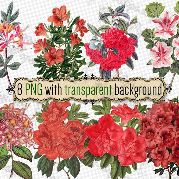 Azaleas Picture Cards - Etsy