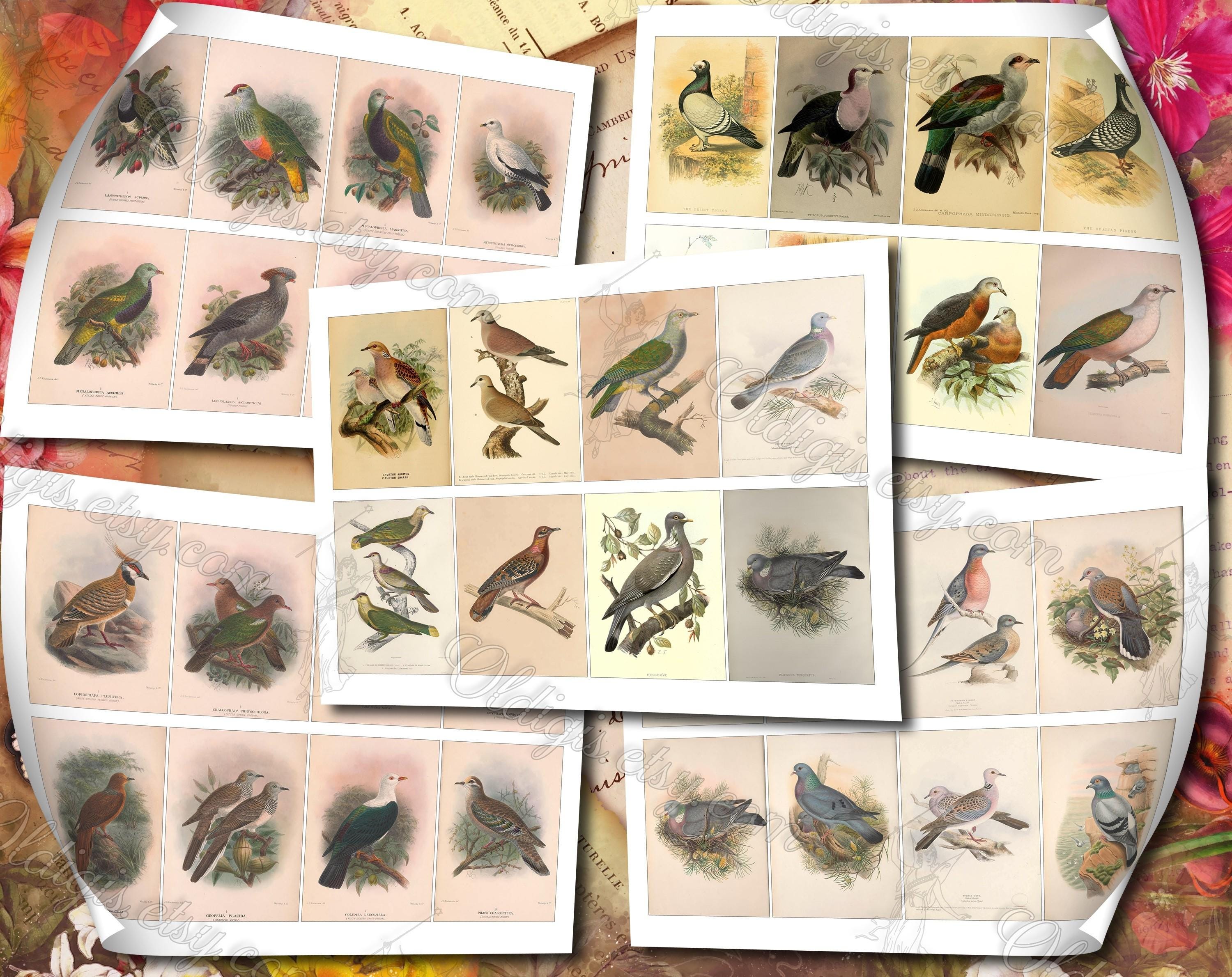 Pigeons and Doves #1 - Set of 40 Pictures on 450 Cards in JPG With ...